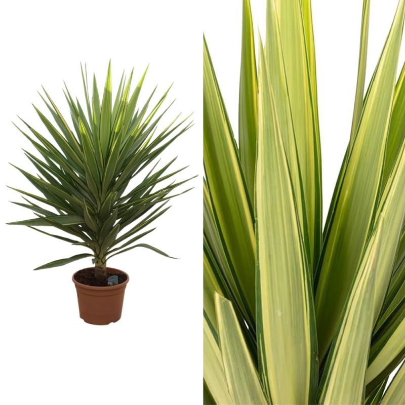 Yucca elephantipes jewel v.28 h.110 | Megatek