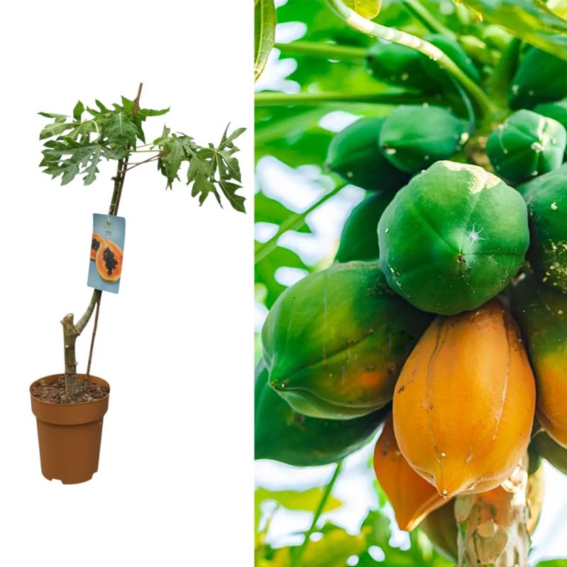 Frut ekzotik, carica papaya v.23 h.80-100 cm | Megatek