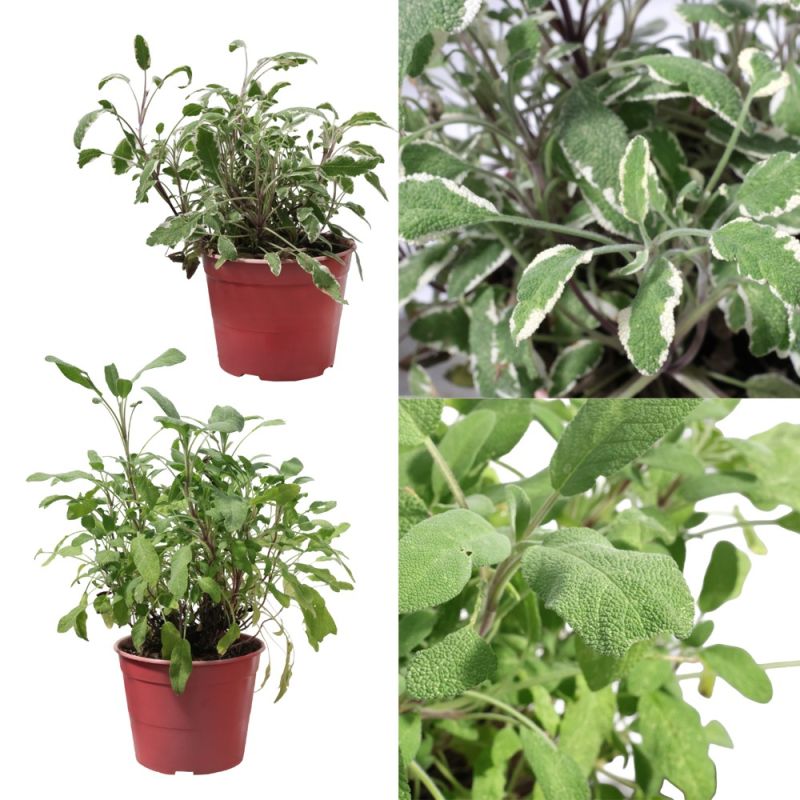 Bime aromatike, sherebele salvia officinalis v.17 | Megatek