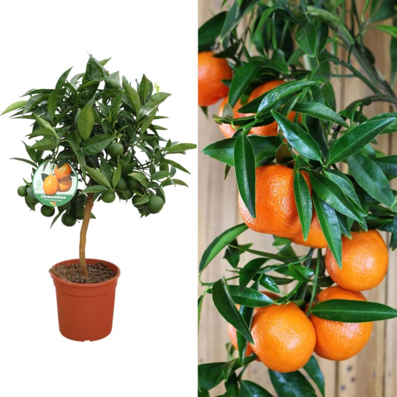 Italian red orange, pompelmo v.22, minialbero | Megatek