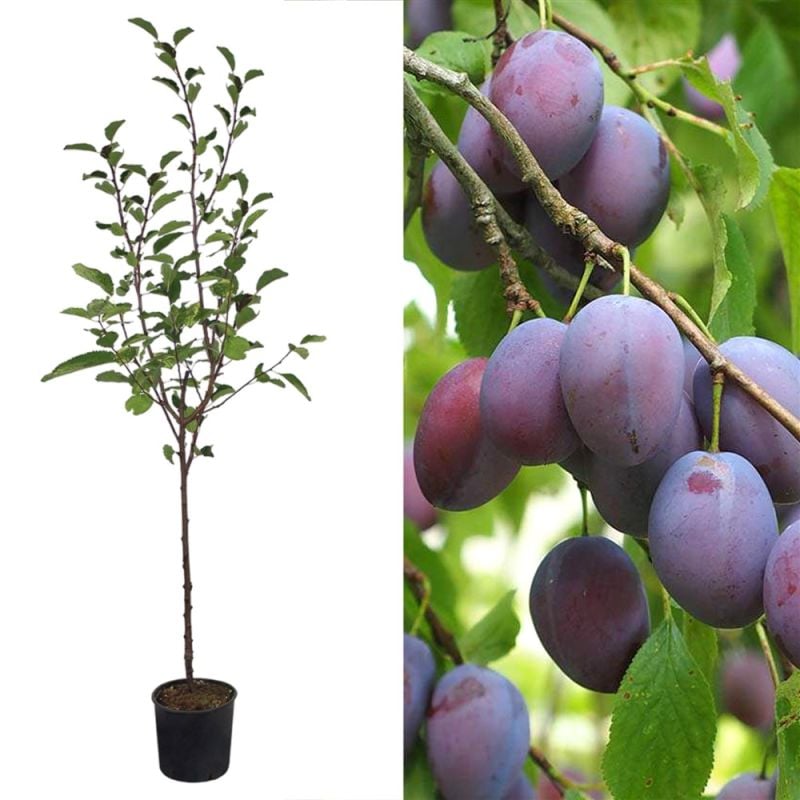 Plum sapling v.19 h.168 | Megatek