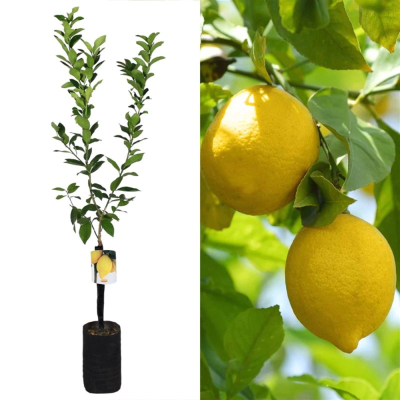Lemon sapling v.19 h.185 | Megatek