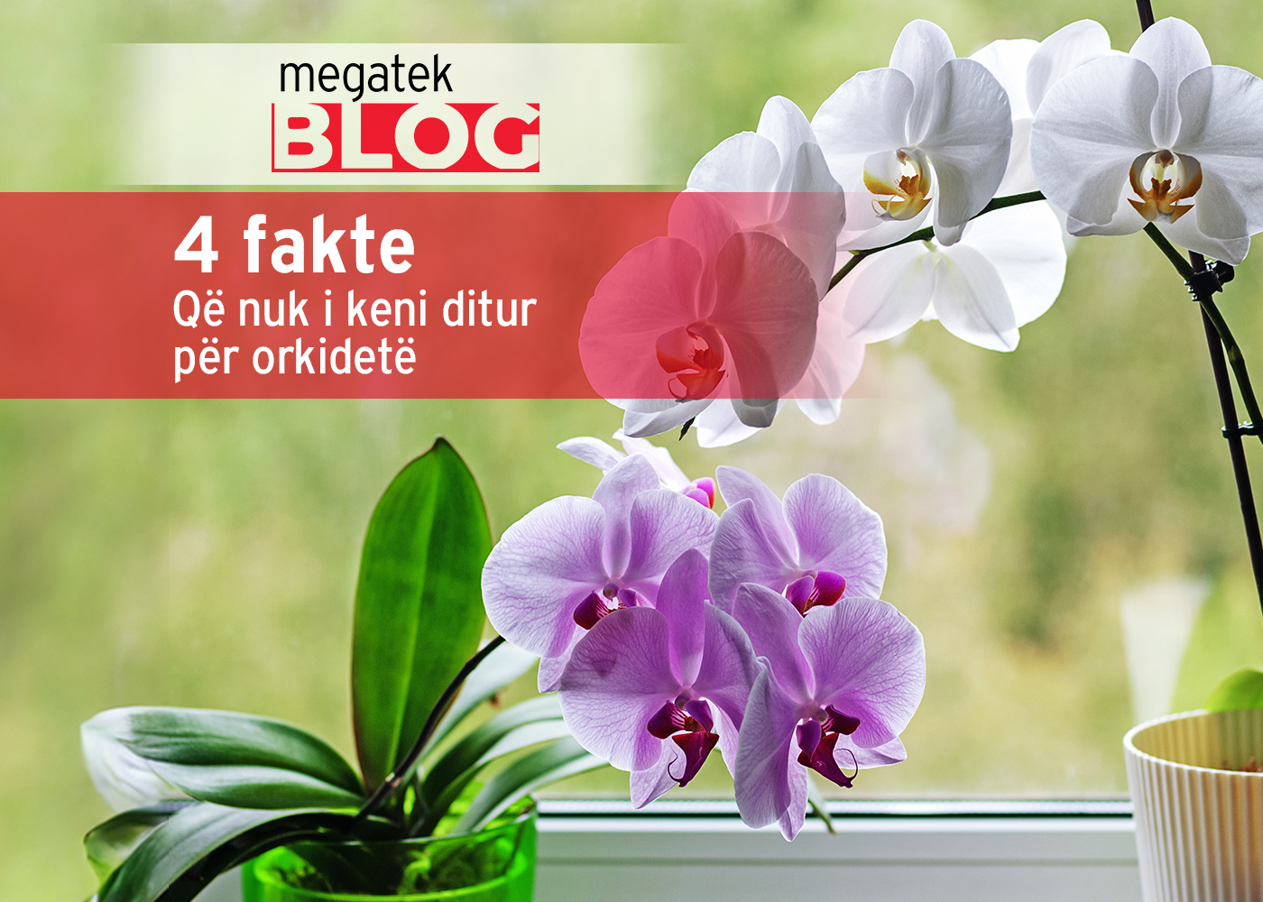 4 fakte që nuk i keni ditur për orkidetë | Megatek