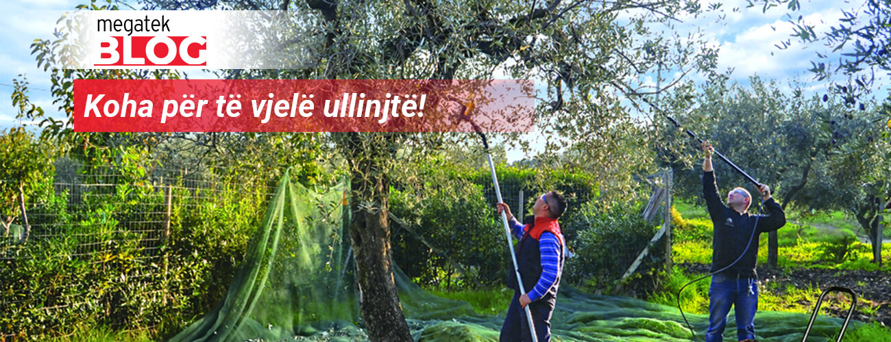 Koha për të vjelë ullinjtë! | Megatek